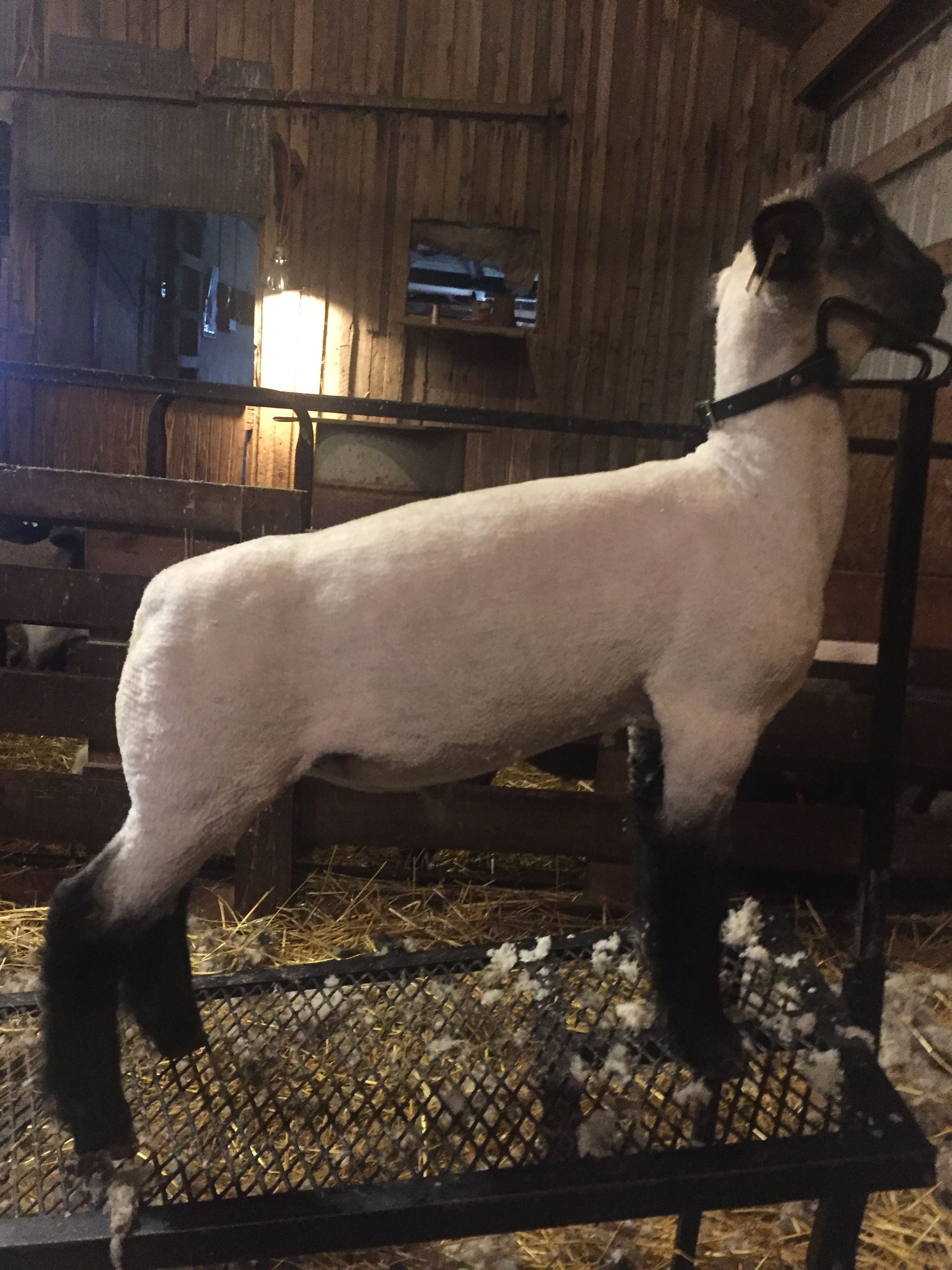 IMG_1817 – Backwoods Farm