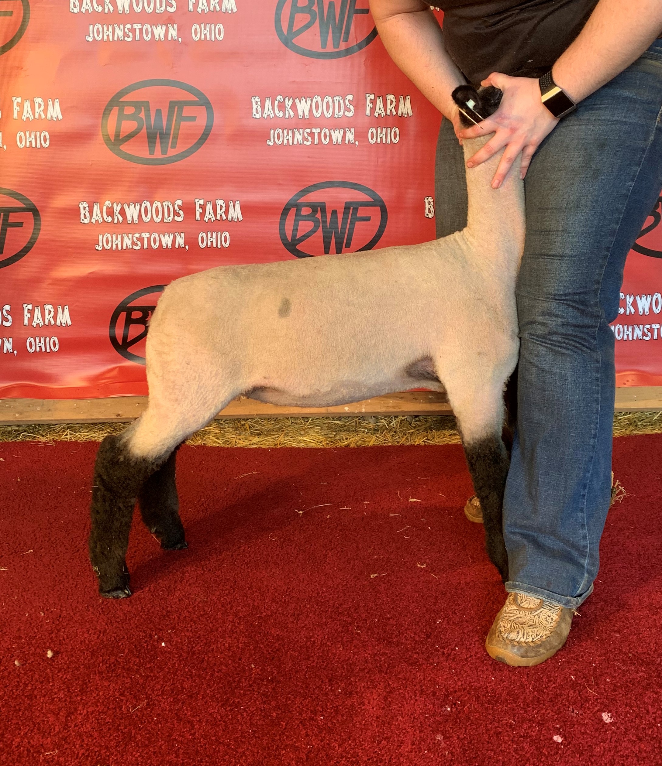 IMG_0234 (2) – Backwoods Farm